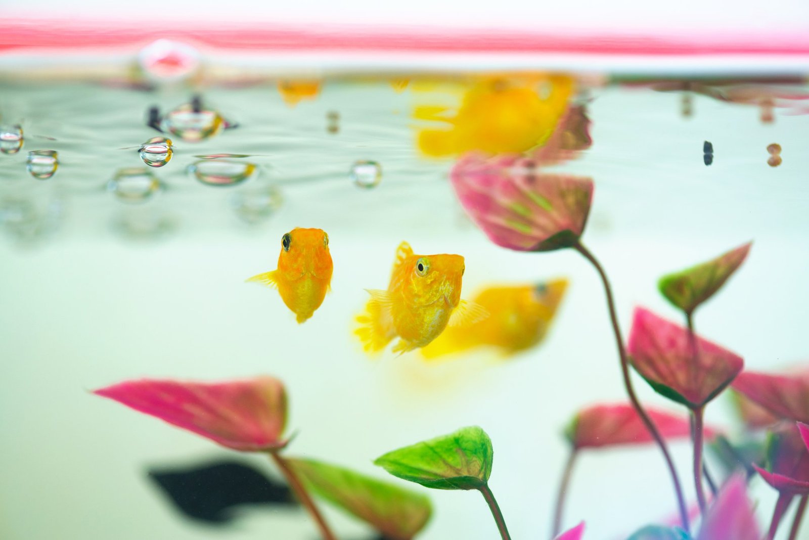 What To Feed Fish Other Than Fish Food (& What To Avoid)