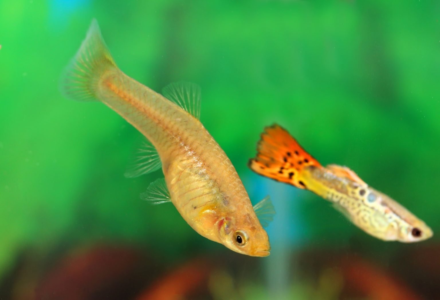 6 Steps To Cleaning A Fish Tank With Vinegar - Betta Care Fish Guide