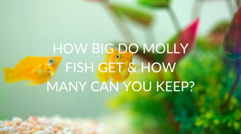 How Big Do Molly Fish Get & How Many Can You Keep?