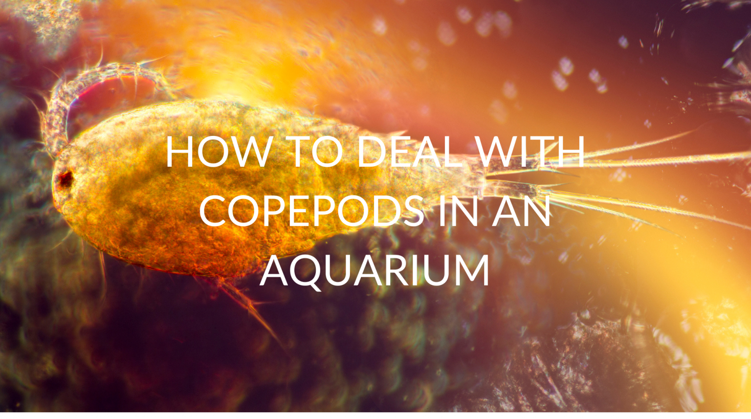 How To Deal With Copepods In An Aquarium