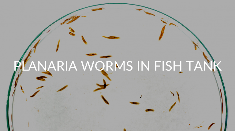 Parasites – Worms - Betta Care Fish Guide
