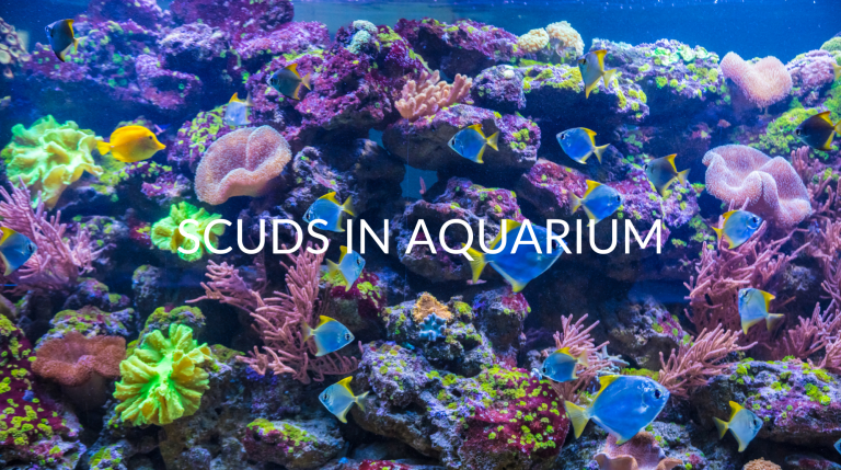The Benefits Of Scuds In Your Aquarium