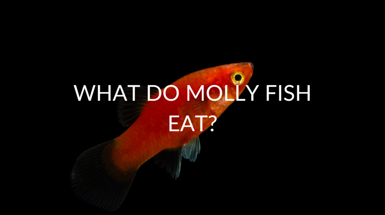 6 Best Foods For Molly Fish (And Everything They Eat)