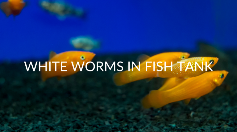 Parasites – Worms - Betta Care Fish Guide