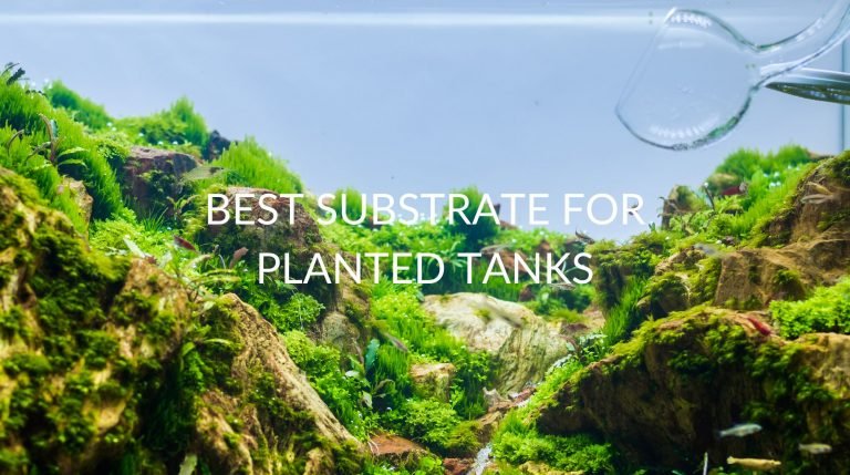 Best Substrates For Planted Tanks & What To Look For – Betta Care Fish ...