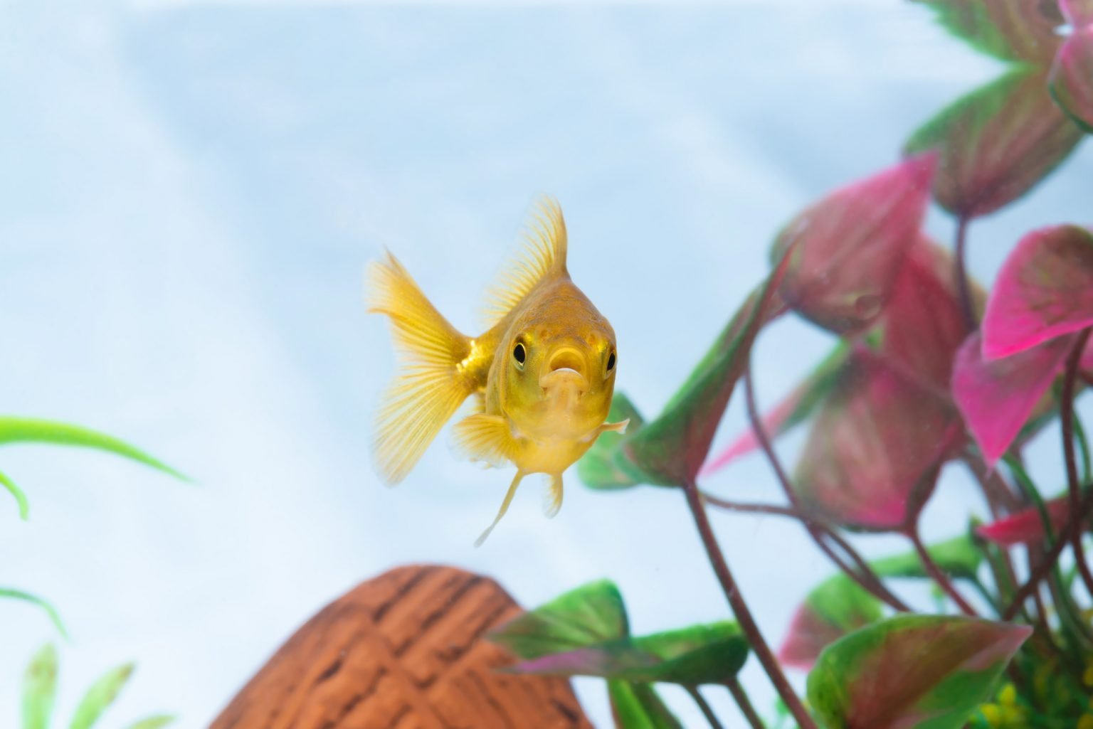 Fish Fungus: What It Is and How to Handle It