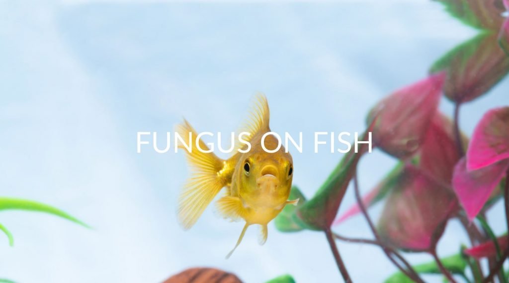 Fish Fungus: What It Is and How to Handle It