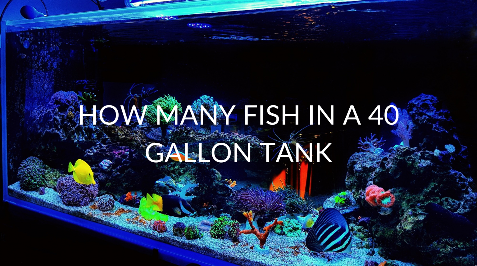 How Many Fish In A 40 Gallon Tank? (How Many Is Too Many)