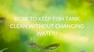 6 Ways To Keep A Fish Tank Clean Without Changing Water