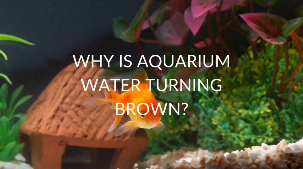 My Aquarium Water is Brown - What's Going On?