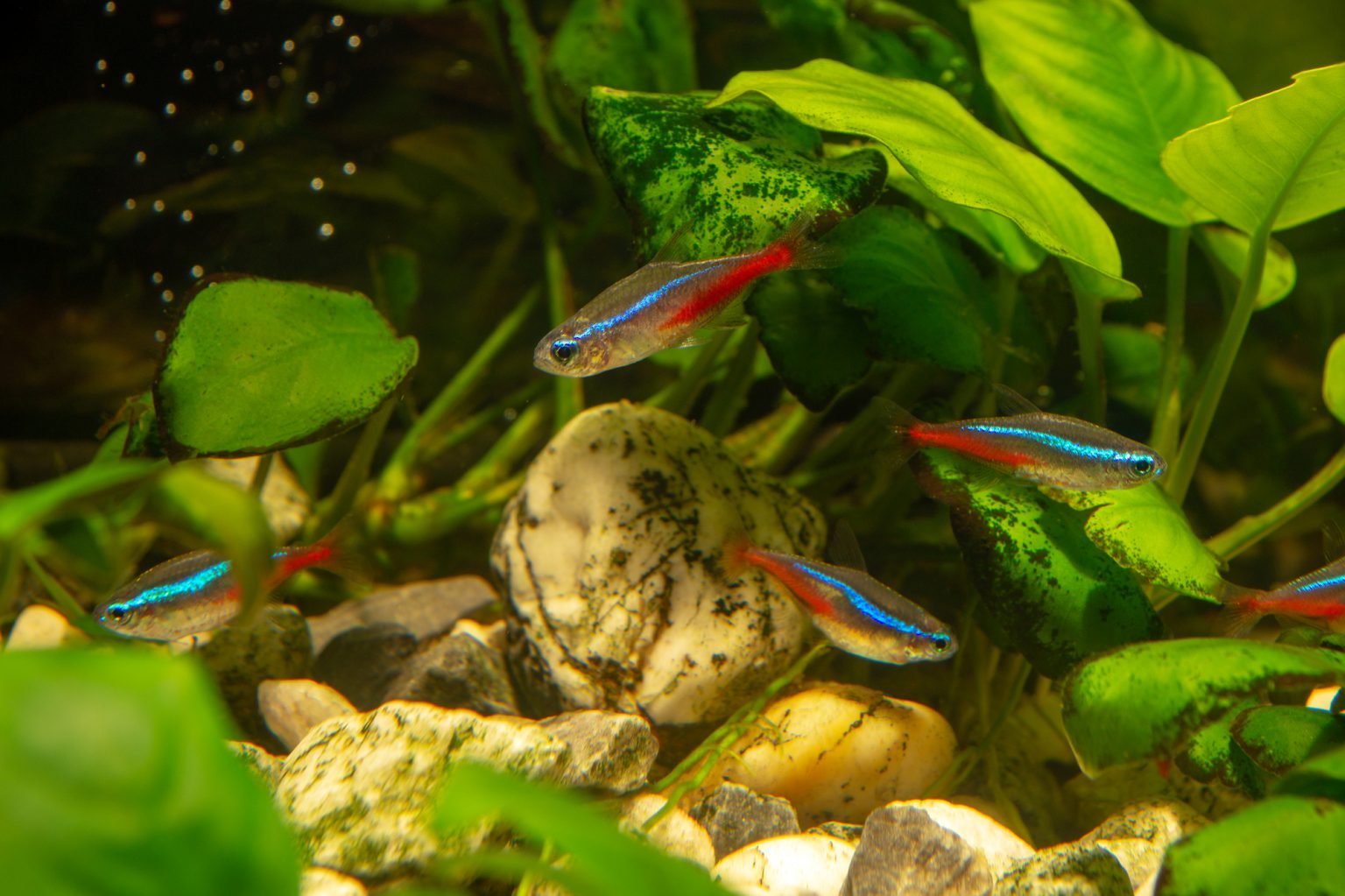 What Do Neon Tetra Eggs Look Like & Where To Find Them