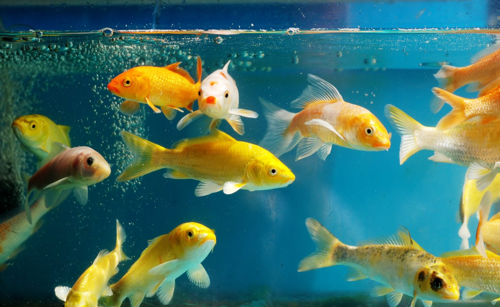 Why is My Goldfish Dying After a Water Change?
