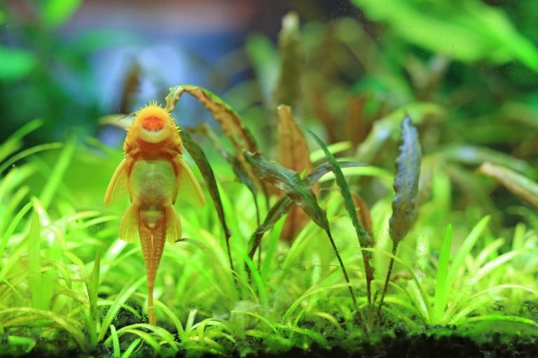 6 Signs Your Pleco Is Dying (& A Guide On Saving Them)