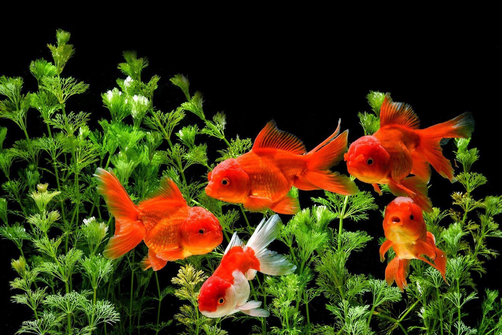 The Top 7 Causes of Goldfish Bloat and How to Avoid Them