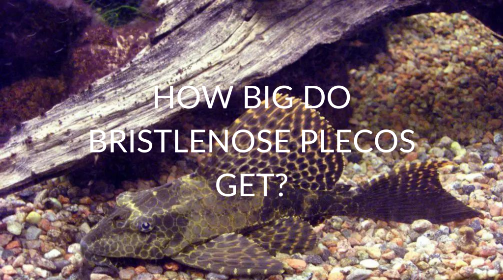 Pleco Care Archives - Betta Care Fish Guide