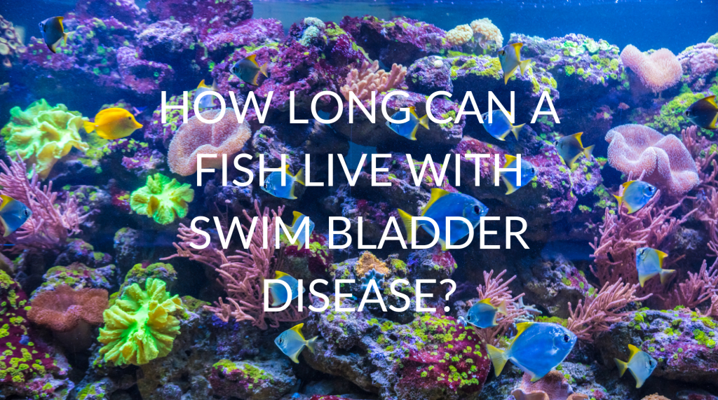 How Long Can A Fish Live With Swim Bladder Disease?