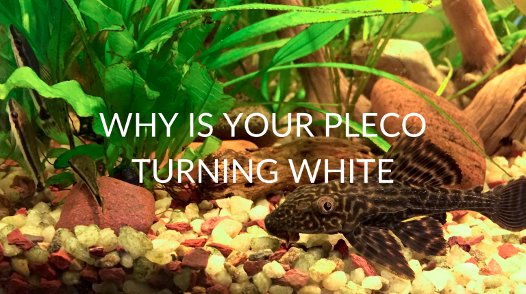 4 Reasons Your Pleco Is Turning White (And What To Do)