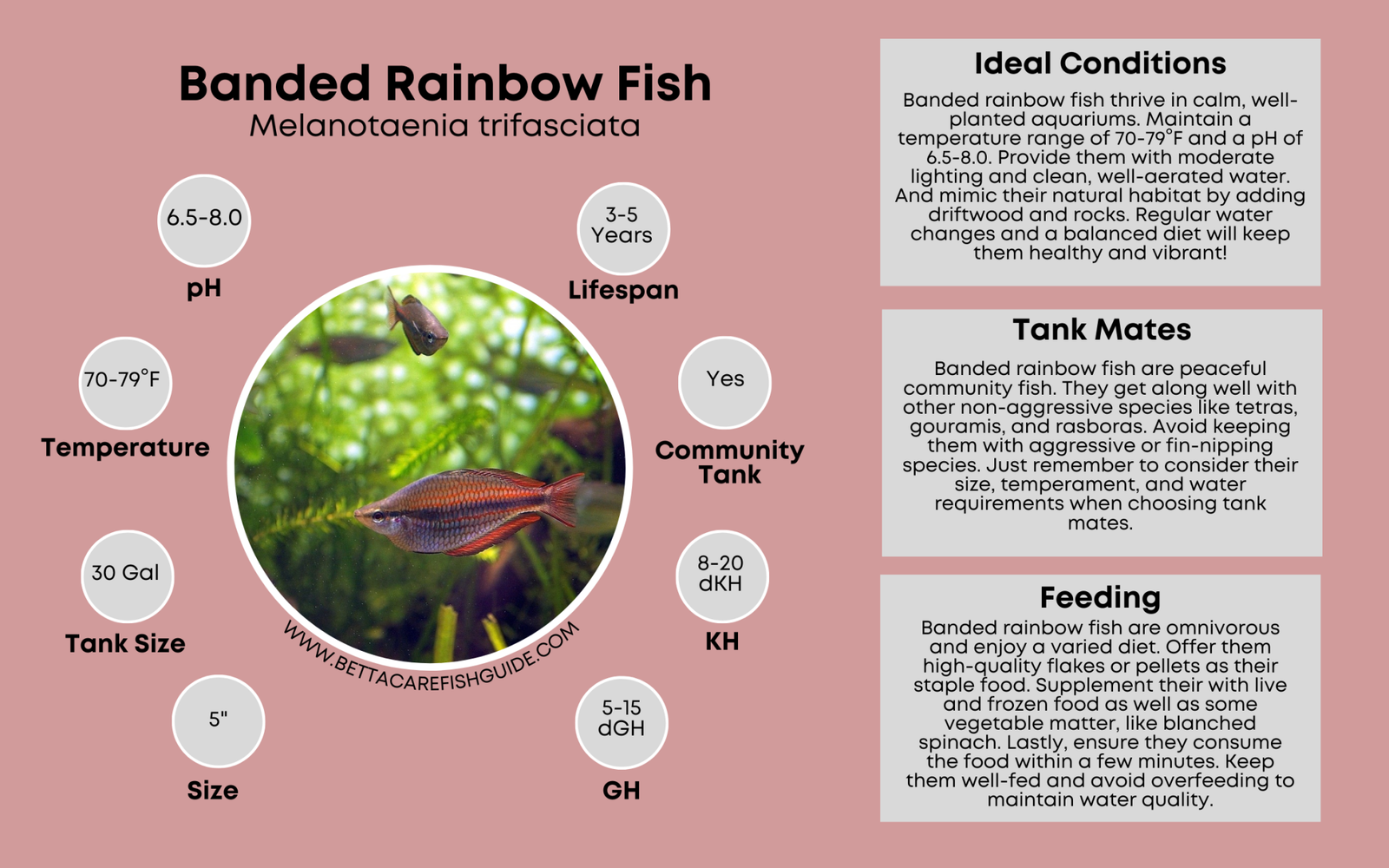 The 63 Most Colorful Freshwater Fish: Are They For You?