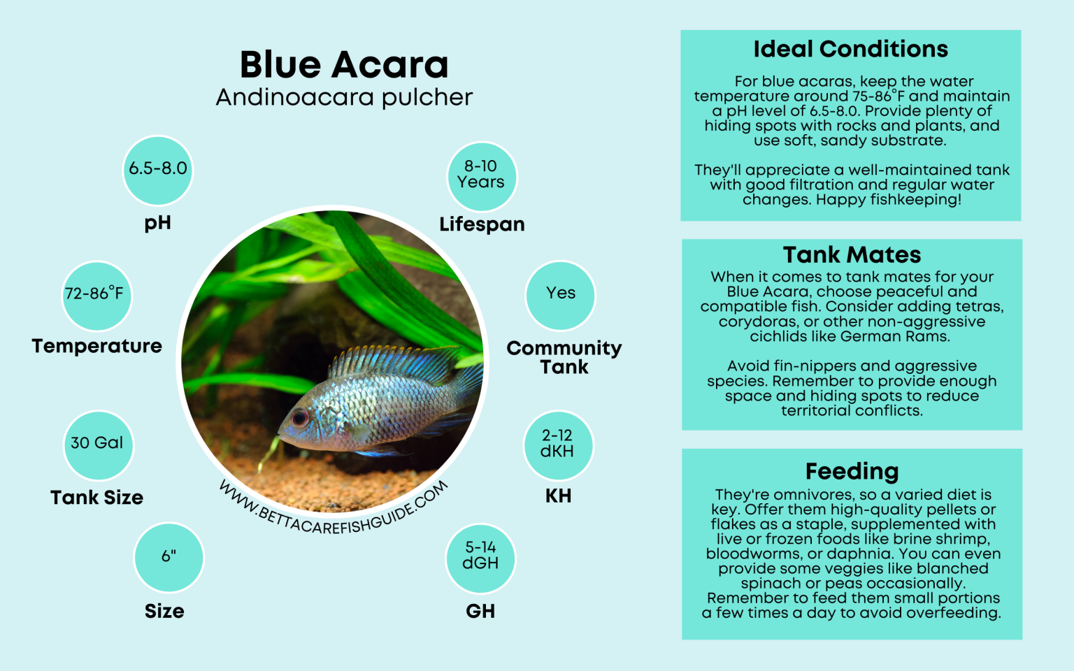 The 63 Most Colorful Freshwater Fish: Are They For You?