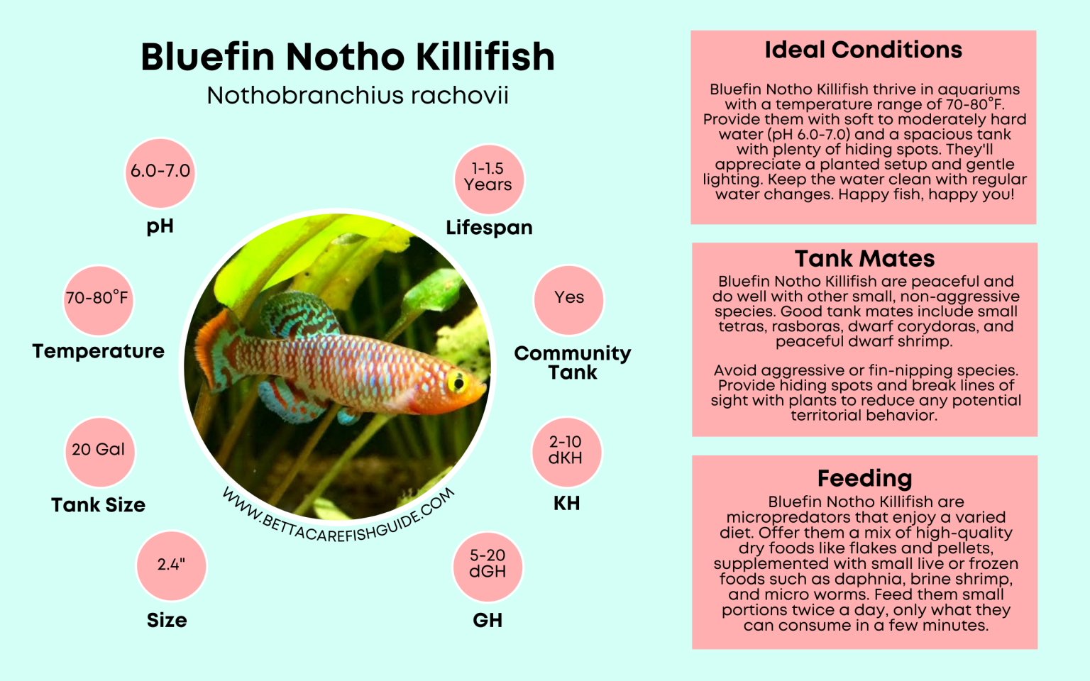 The 63 Most Colorful Freshwater Fish: Are They For You? - Betta Care ...