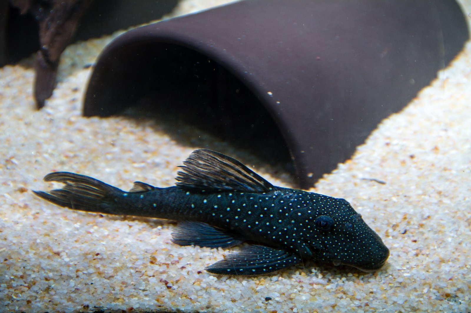 Signs Of A Stressed Pleco