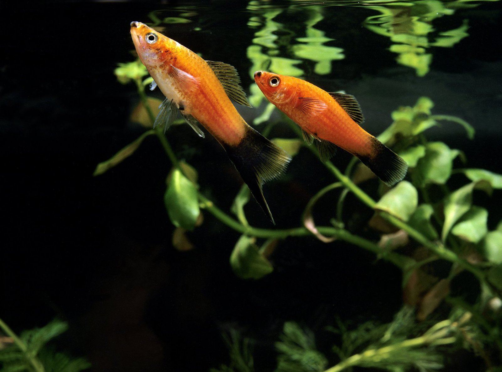 Platy Care: Tank Mates, Breeding, Feeding & More
