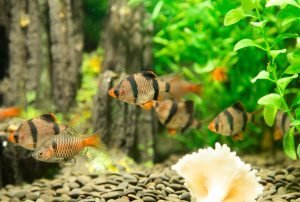 The Ultimate Guide to Treating Fish with Ich