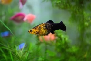 10 Types Of Pencil Fish & What They Need!