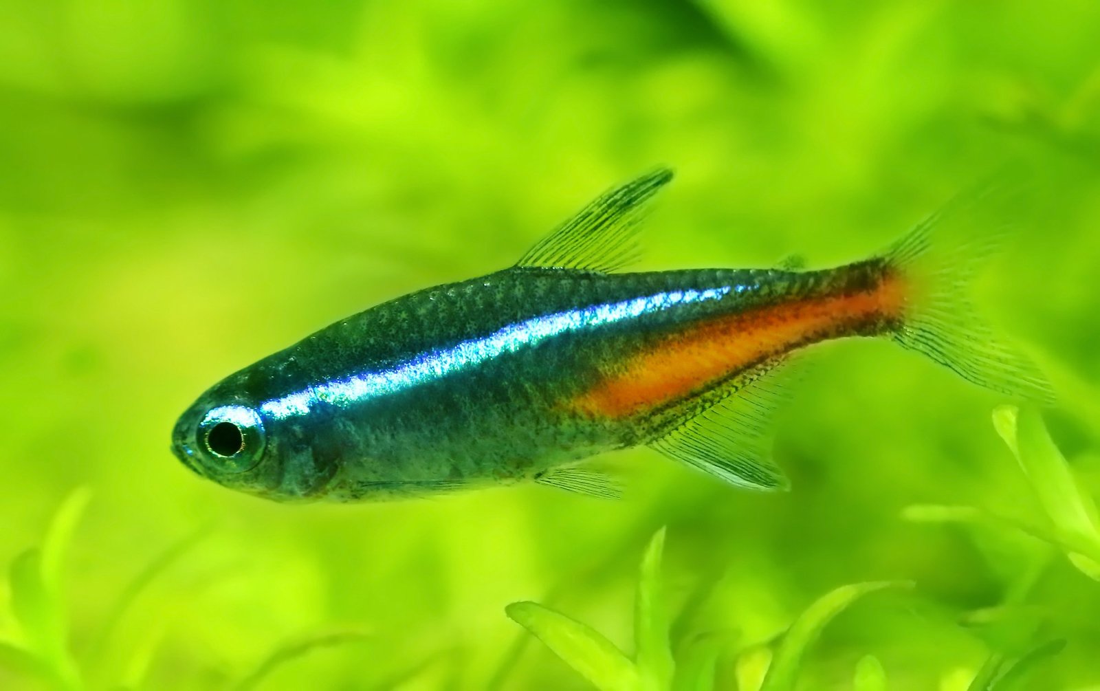 22 Types Of Freshwater Goby (Common To Rare)