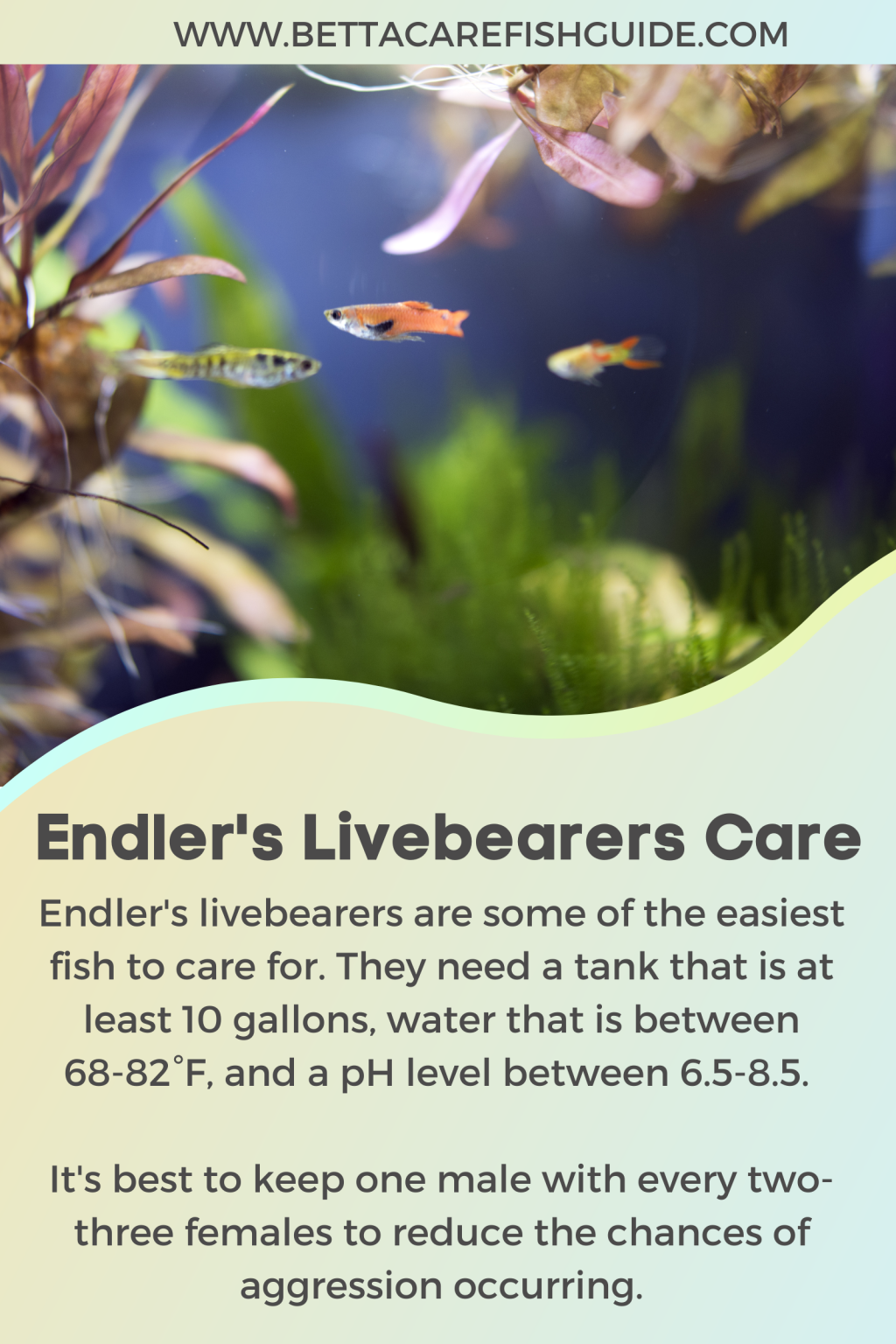 Endler's Livebearers: Complete Care Guide - Start To Finish - Betta ...