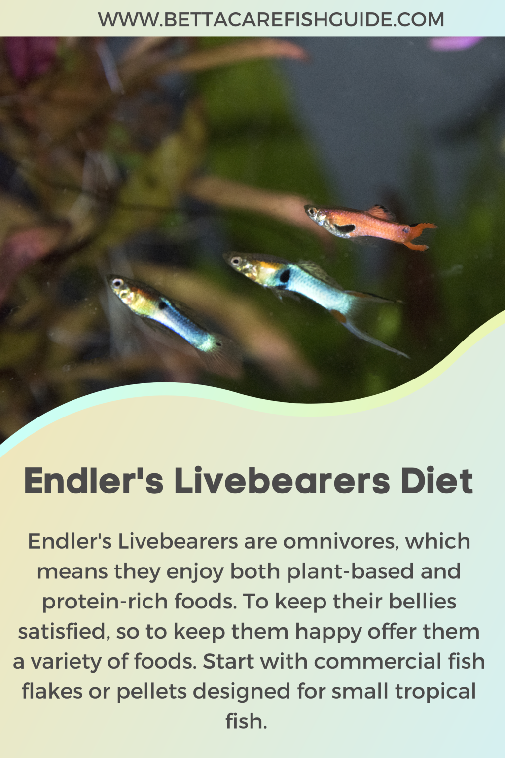 Endler's Livebearers: Complete Care Guide - Start To Finish - Betta ...