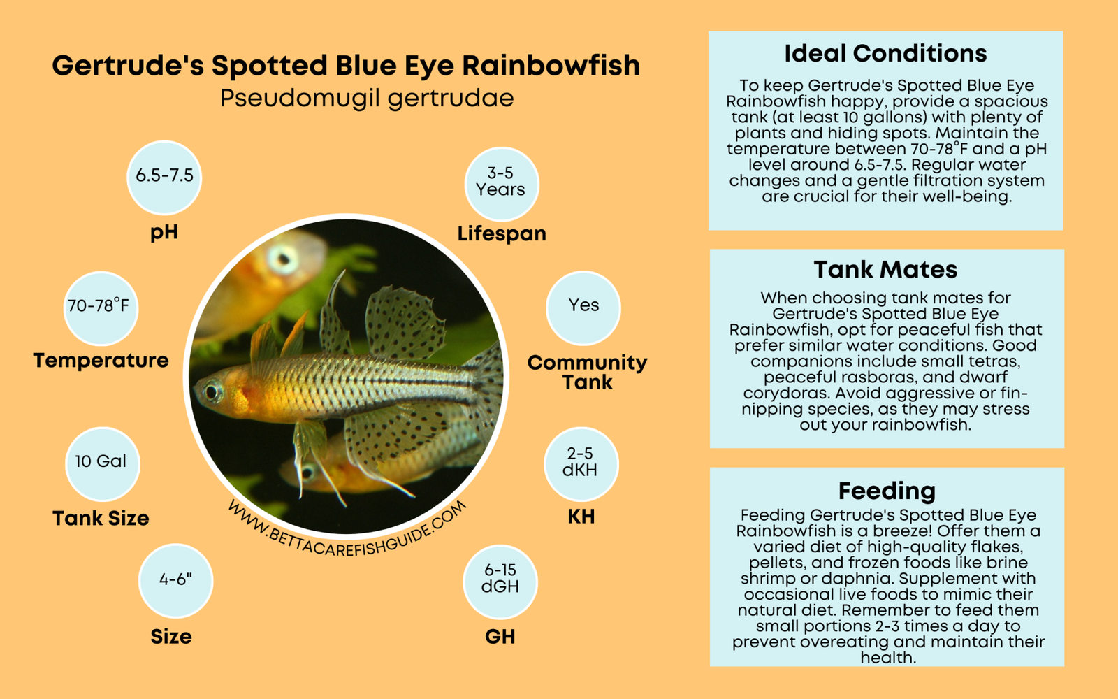 The 63 Most Colorful Freshwater Fish: Are They For You?