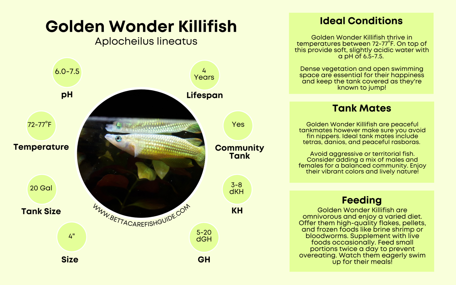 The 63 Most Colorful Freshwater Fish: Are They For You?