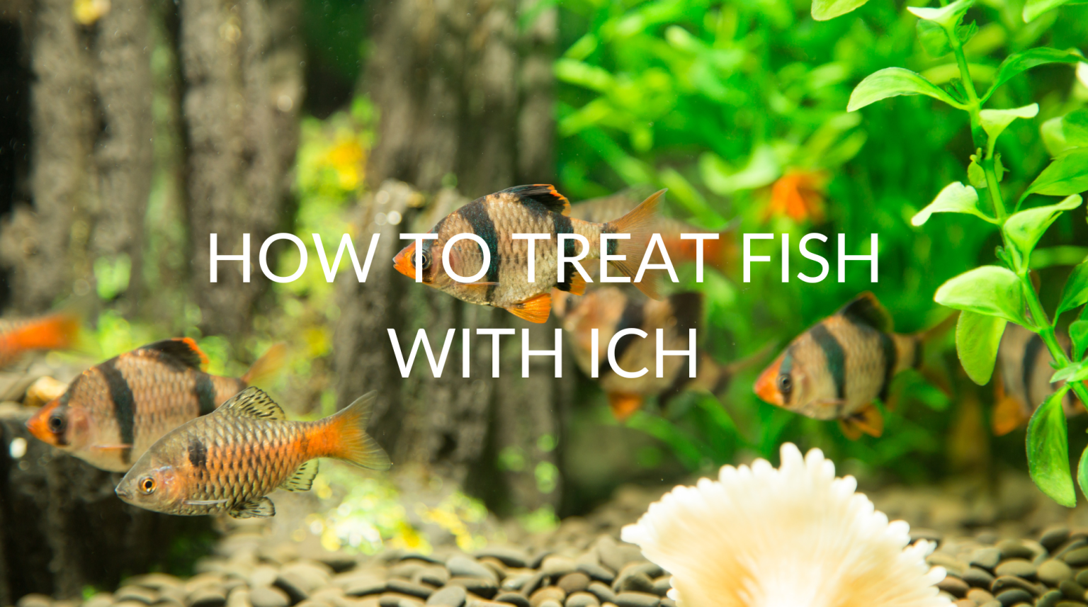 The Ultimate Guide to Treating Fish with Ich