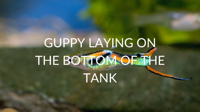 6 Reasons Your Guppy Is Laying On The Bottom Of The Tank