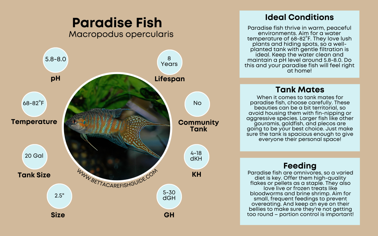 The 63 Most Colorful Freshwater Fish: Are They For You? - Betta Care ...