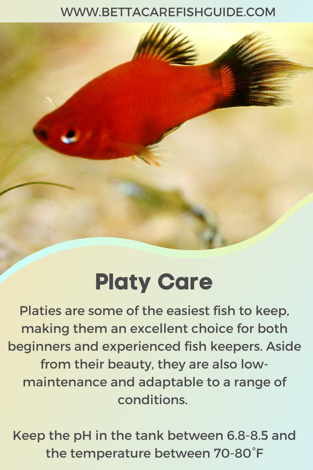 Platy Care: Tank Mates, Breeding, Feeding & More