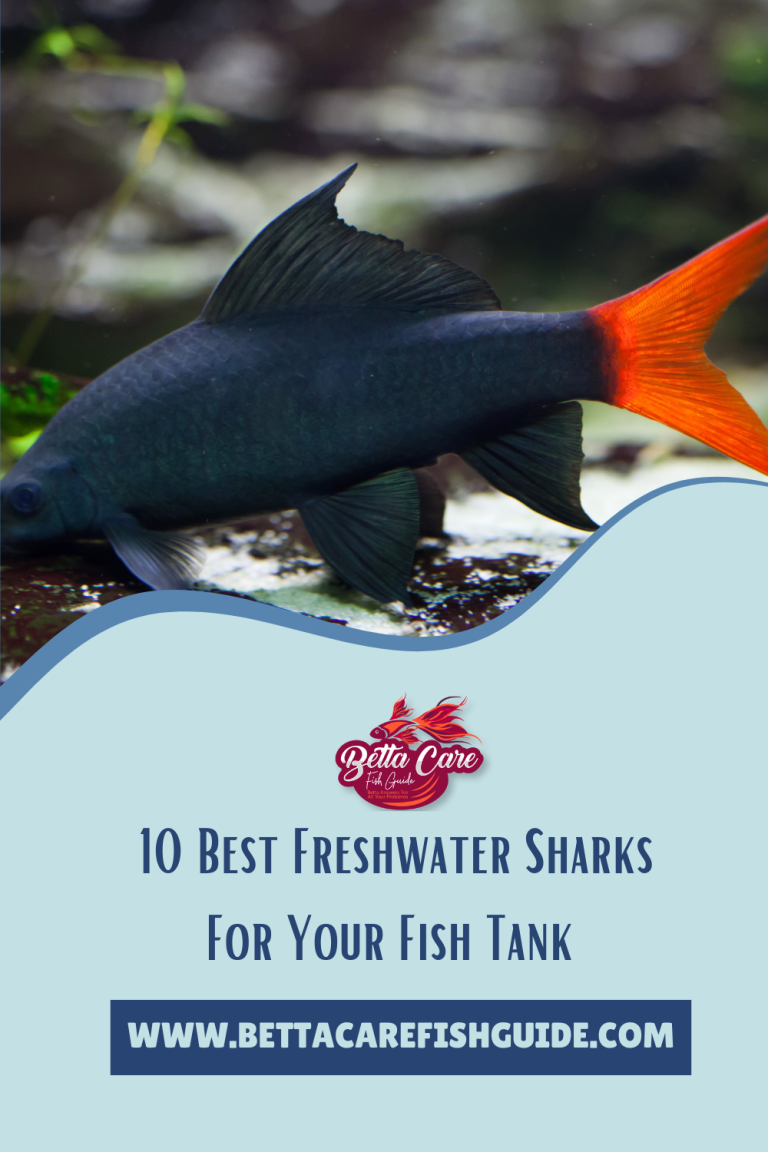 15 Best Freshwater Sharks For Your Fish Tank - Betta Care Fish Guide
