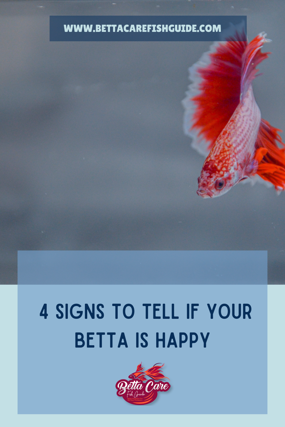 4 Way To Tell If Your Betta Is Happy (& Signs Of Boredom & Depression)