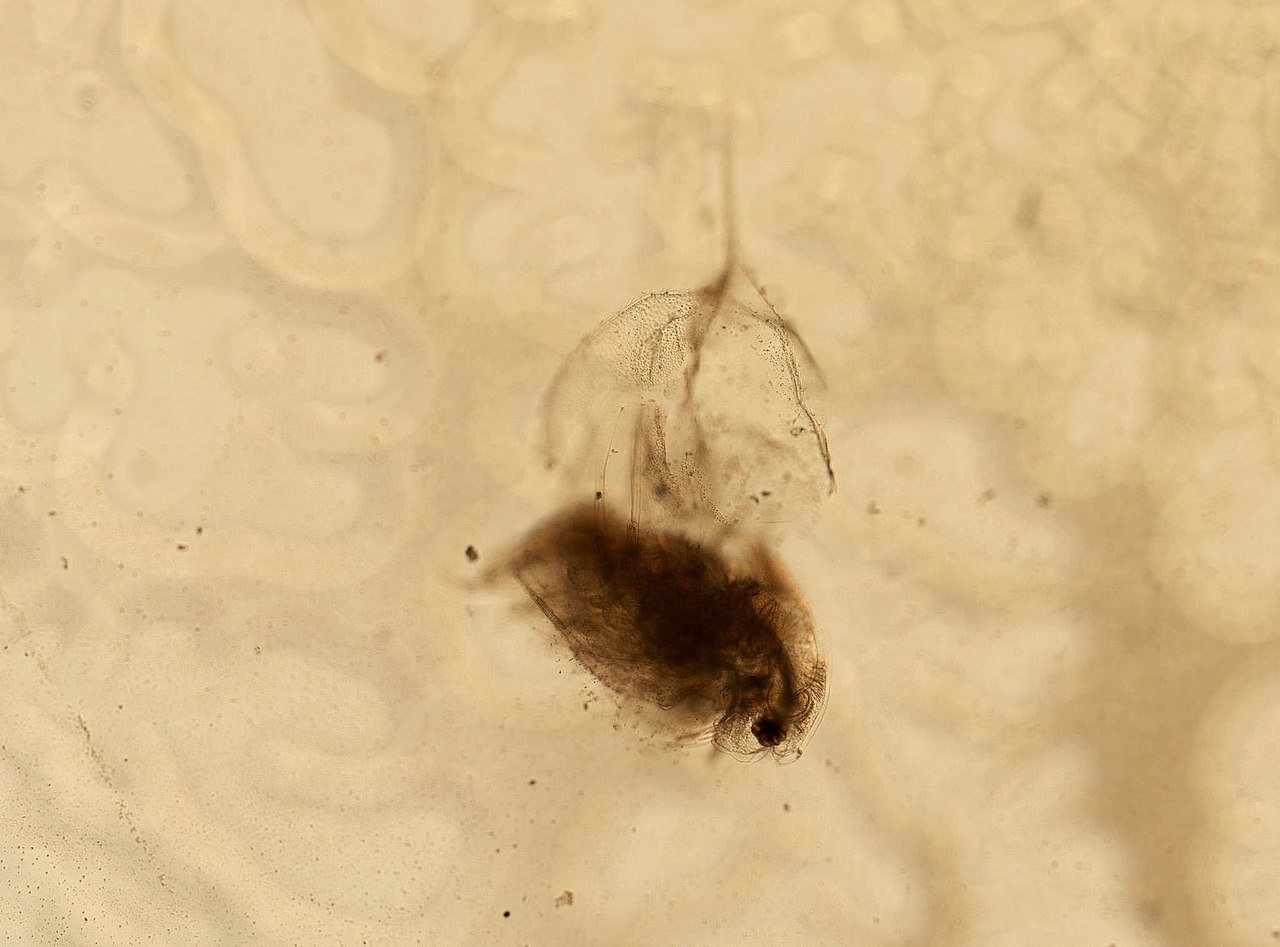 Daphnia for Betta Fish (Everything You Need To Know)