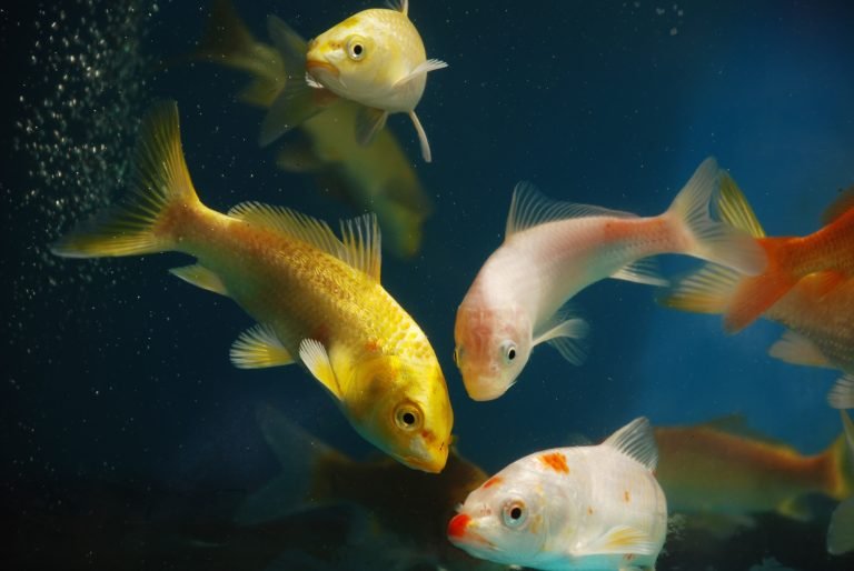 5 Ways To Treat Stress In Fish (& What Causes It) - Betta Care Fish Guide