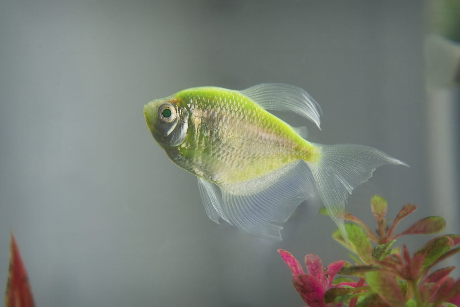 How Many Glofish In A 10 Gallon Tank
