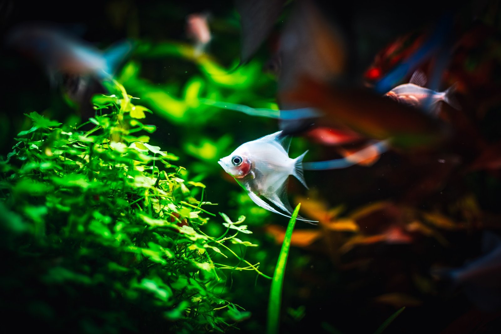 The Ultimate Guide to Breeding Freshwater Angelfish - Betta Care Fish Guide