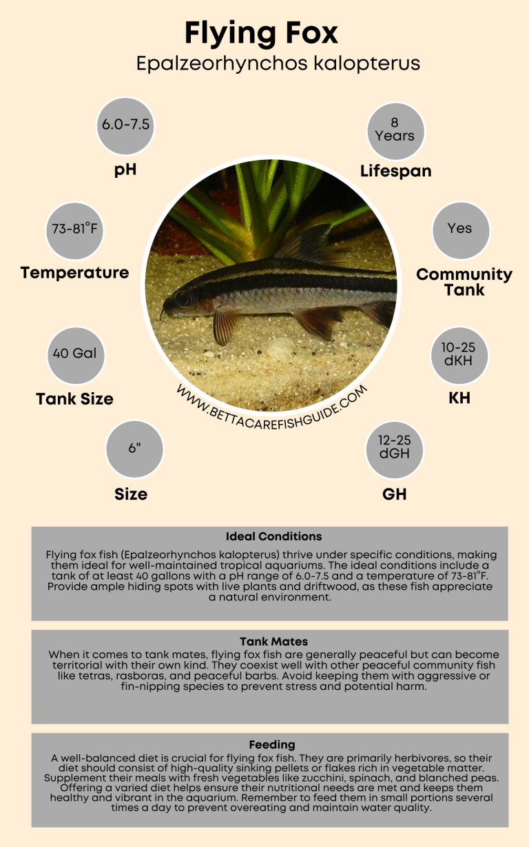 15 Best Freshwater Sharks For Your Fish Tank - Betta Care Fish Guide