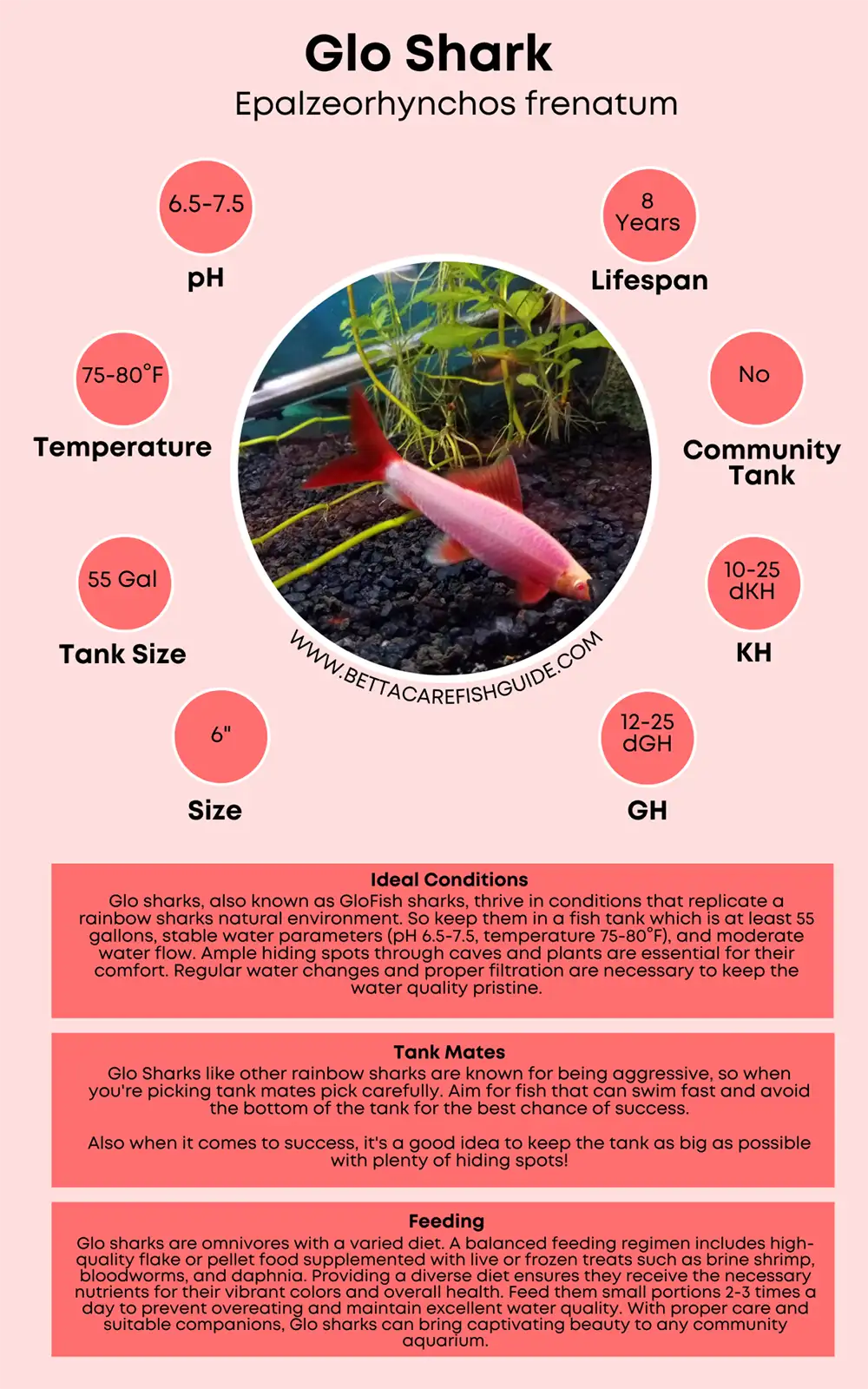 15 Best Freshwater Sharks For Your Fish Tank