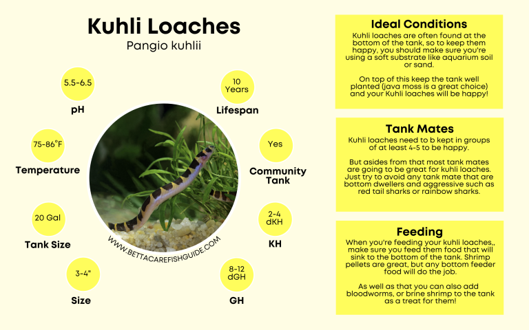 What Fish Can Live with Shrimp? Discover The 14 Best Tank Mates