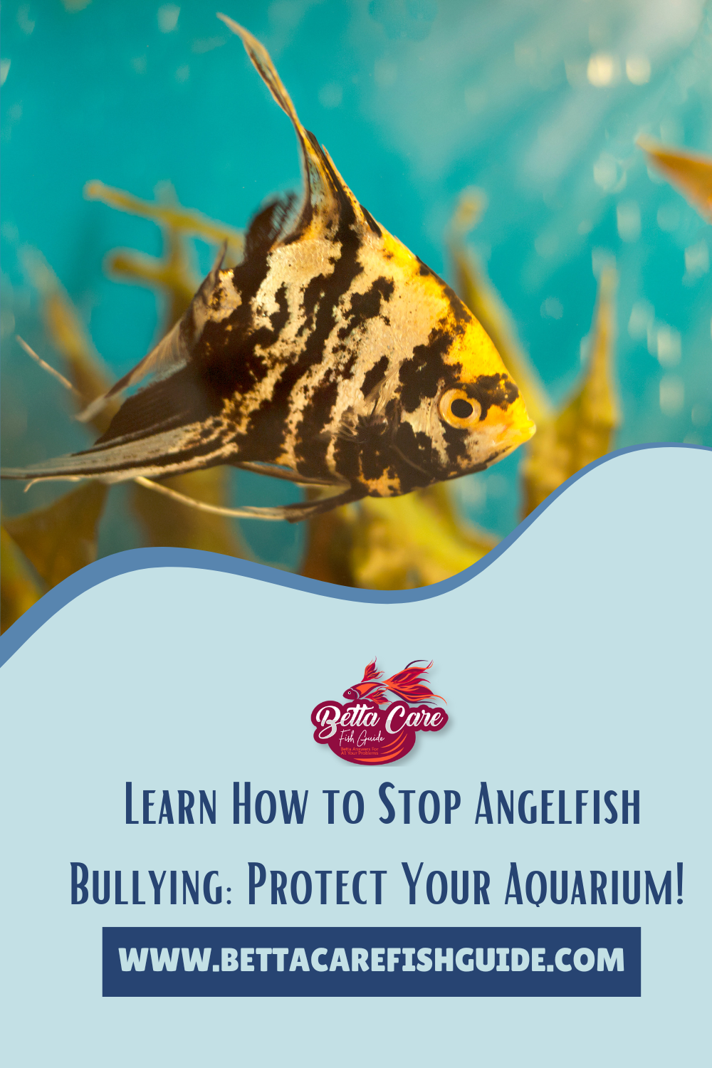 Learn How to Stop Angelfish Bullying: Protect Your Aquarium!