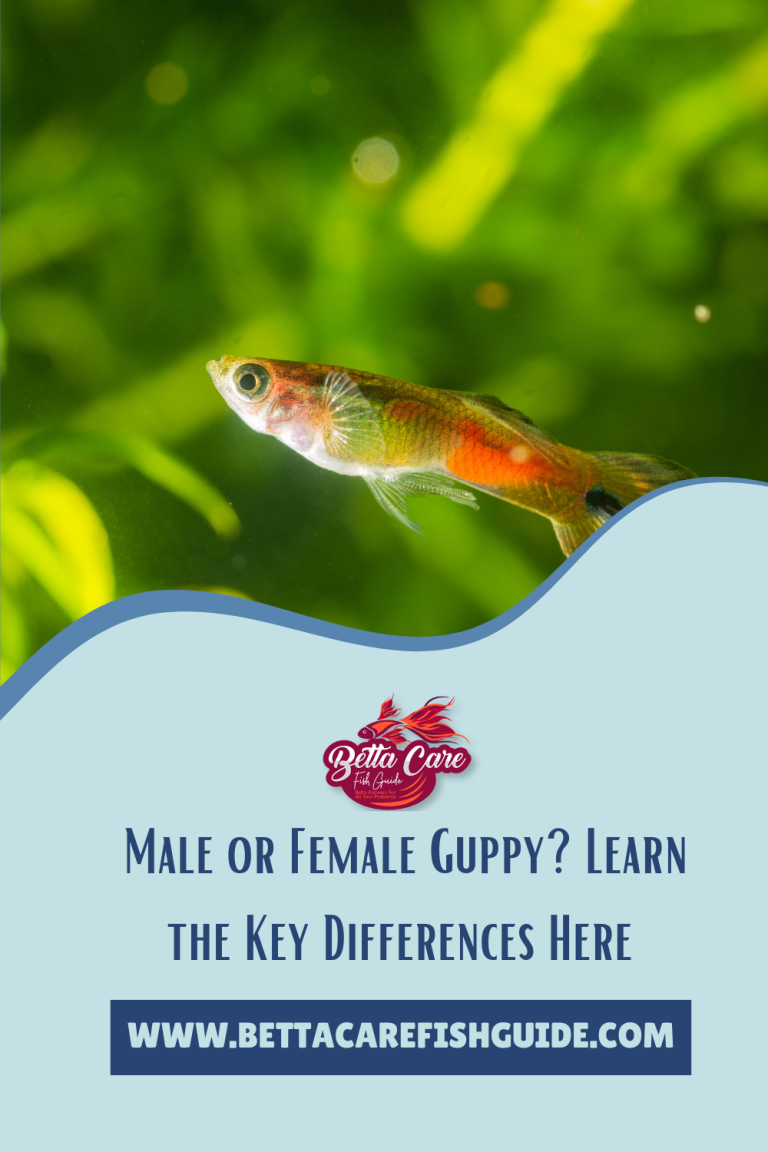 Male or Female Guppy? Learn the Key Differences Here