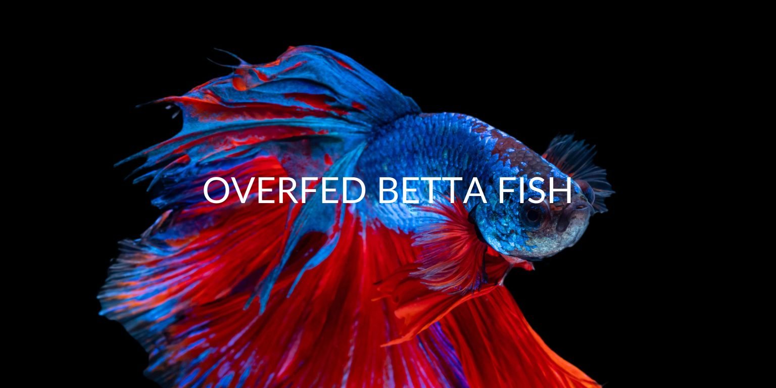 Overfeeding Betta Fish: The Hidden Dangers