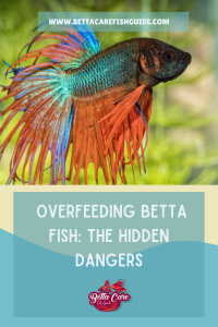 Overfeeding Betta Fish: The Hidden Dangers